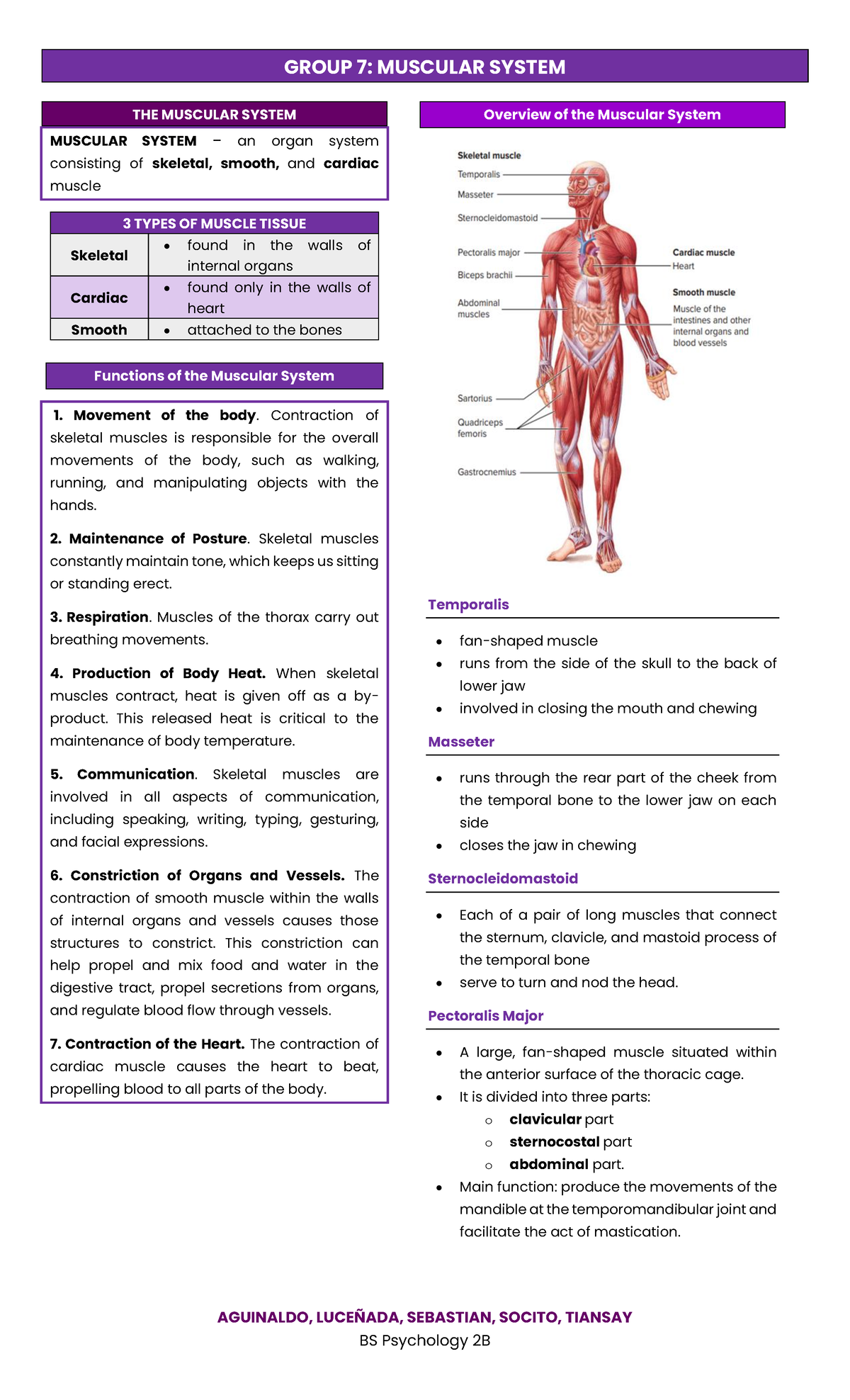 (a) Muscular System Outline - AGUINALDO, LUCEÑADA, SEBASTIAN, SOCITO ...