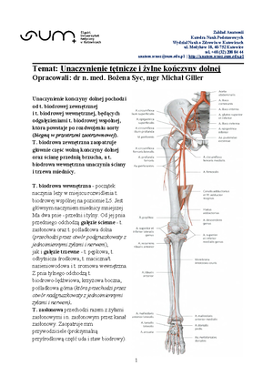 Żebra i mostek - notatka - Żebra: budowa, podział żeber. -> Żebra to ...