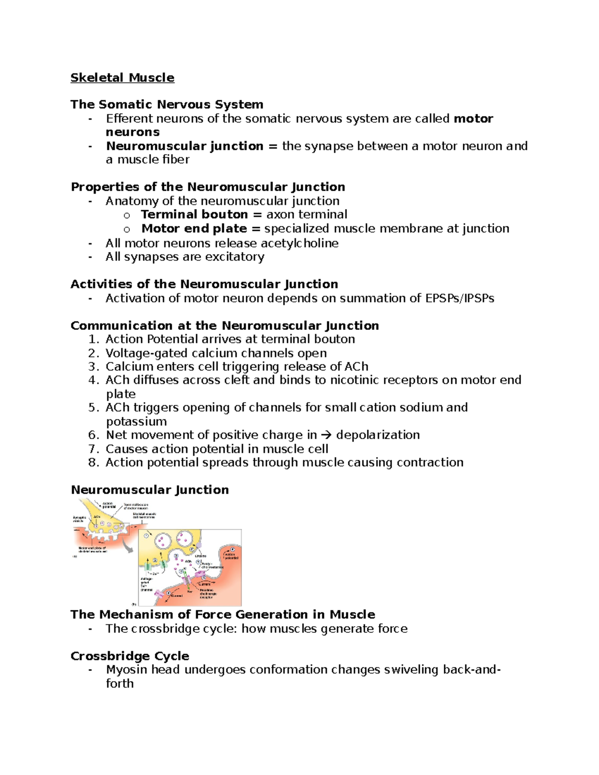 Lecture 22 - Muscle - Skeletal Muscle The Somatic Nervous System ...