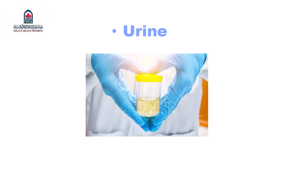 Urine lab new - Practical biochemistry - Urine 1- Anatomy urinary ...