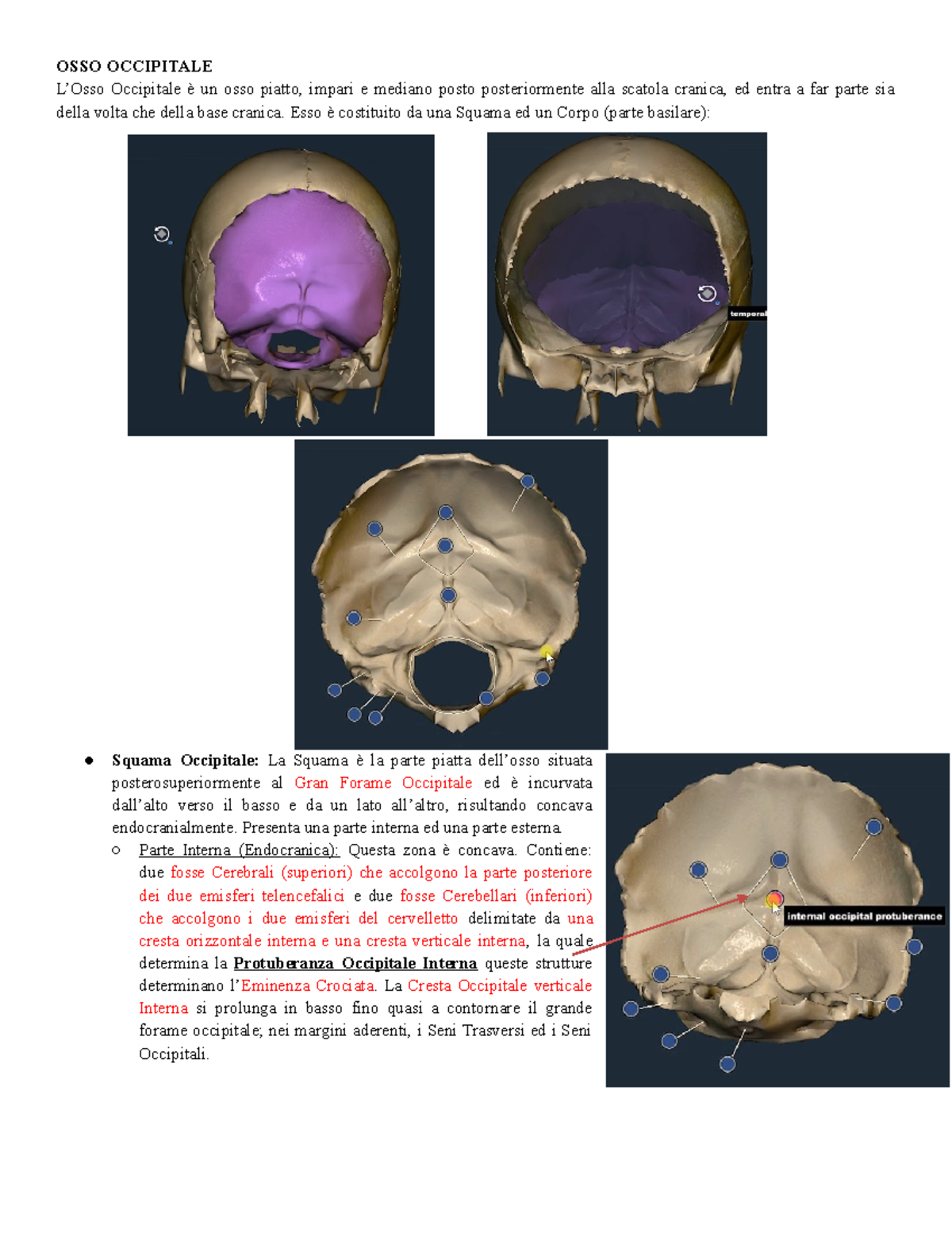 02 - Osso occipitale - Riassunto Trattato di Anatomia umana - OSSO ...