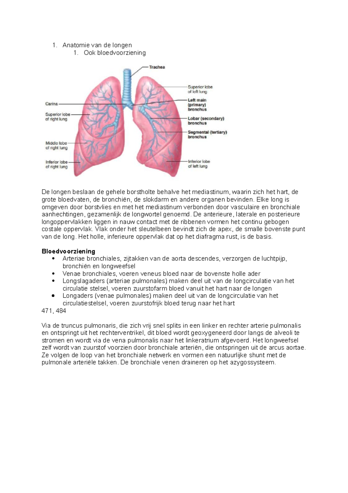 Blok 2 casus 5 - Anatomie van de longen Ook bloedvoorziening De longen ...