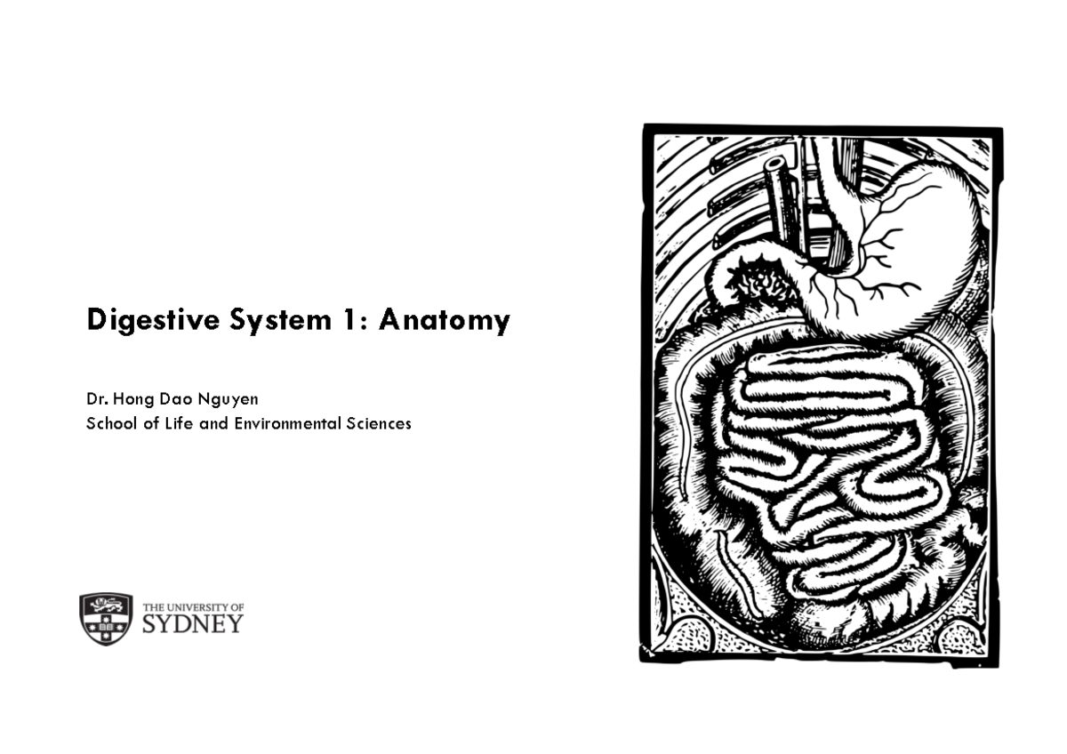 Human Biology Digestive System 2023 slides all - Dr. Hong Dao Nguyen ...