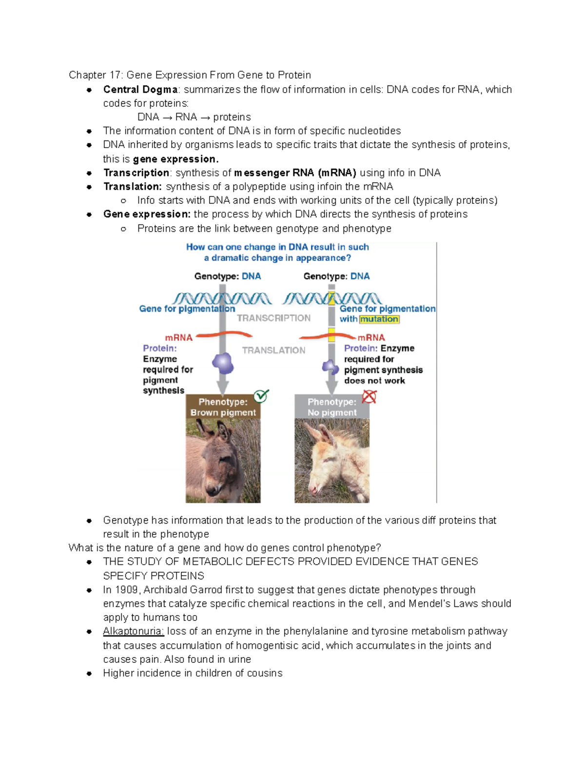 Chapter 17 - Gene Expression From Gene to Protein - Transcription ...
