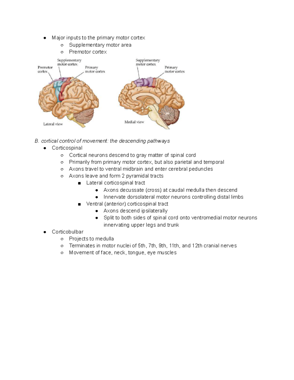 BBB Chapter 10 Notes Part 7 - Major inputs to the primary motor cortex ...