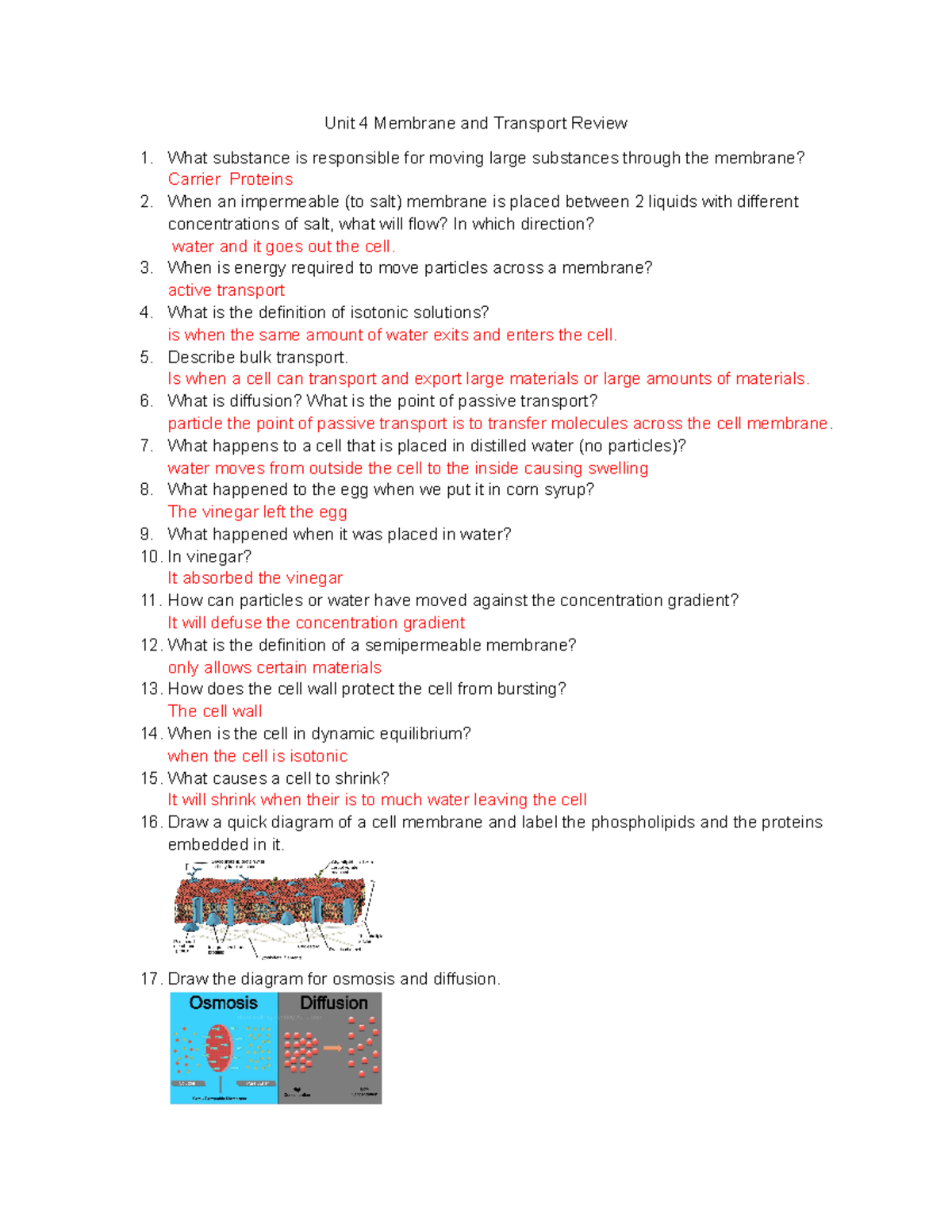 Unit 4 Membrane and Transport Review - Unit 4 Membrane and Transport ...