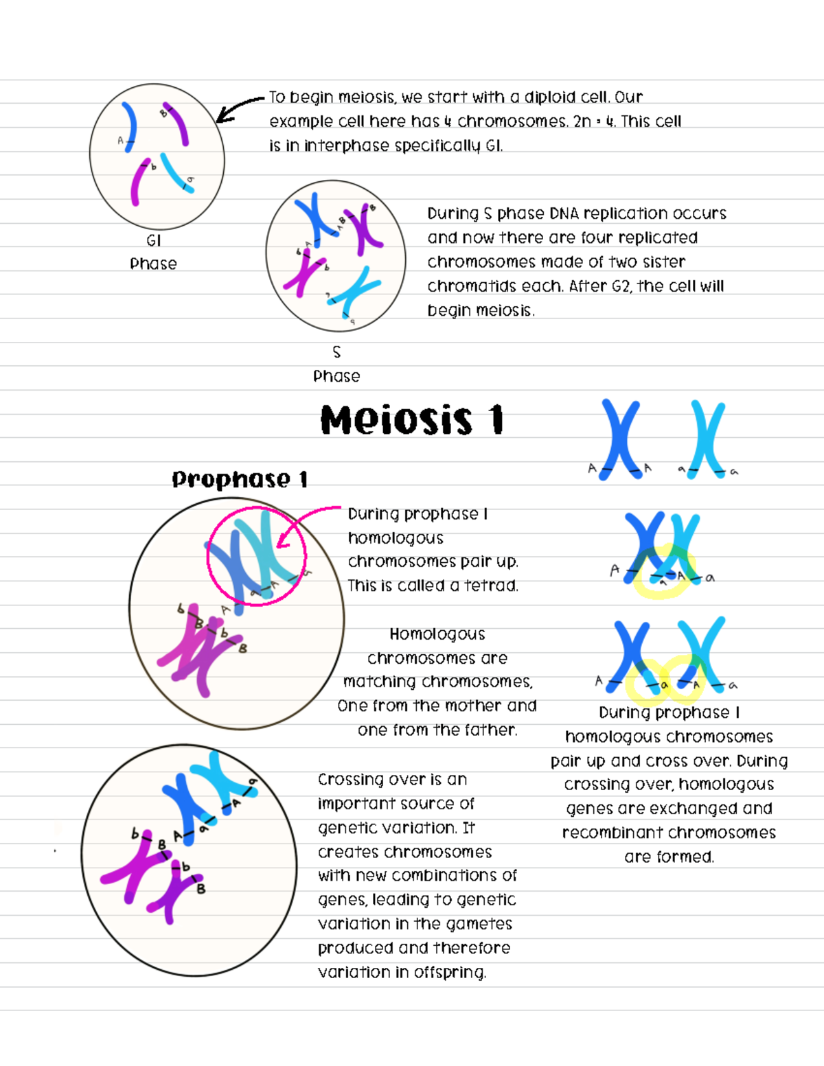 Meiosis Notes page 2 - To begin meiosis, we start with a diploid cell ...