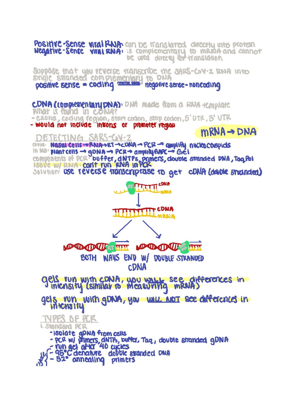 Detecting SARS-CoV-2 - Positive Sense viralRNA can betranslated ...