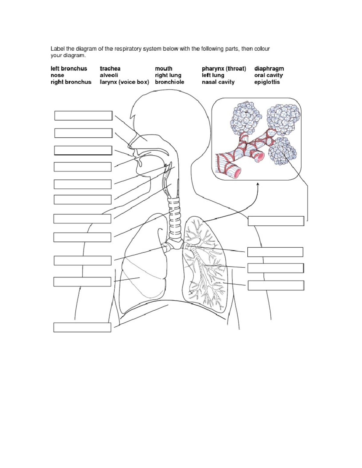 Respiratory Activity sheet 5 27 24 - NURS 113 - Label the diagram of ...