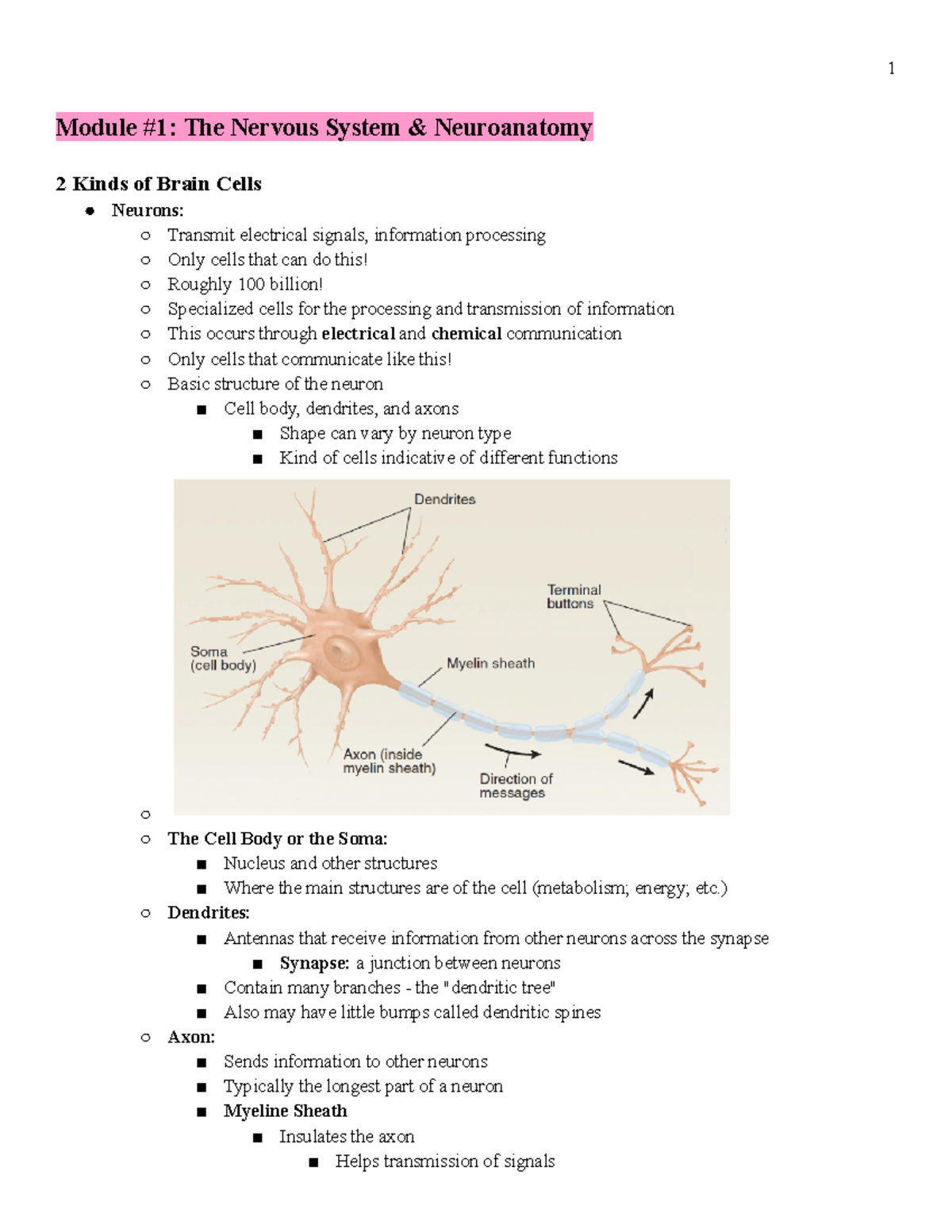 Cog Neuro Exam 1 Study Guide - Module #1: The Nervous System & Neuroanatomy 2 Kinds of Brain ...