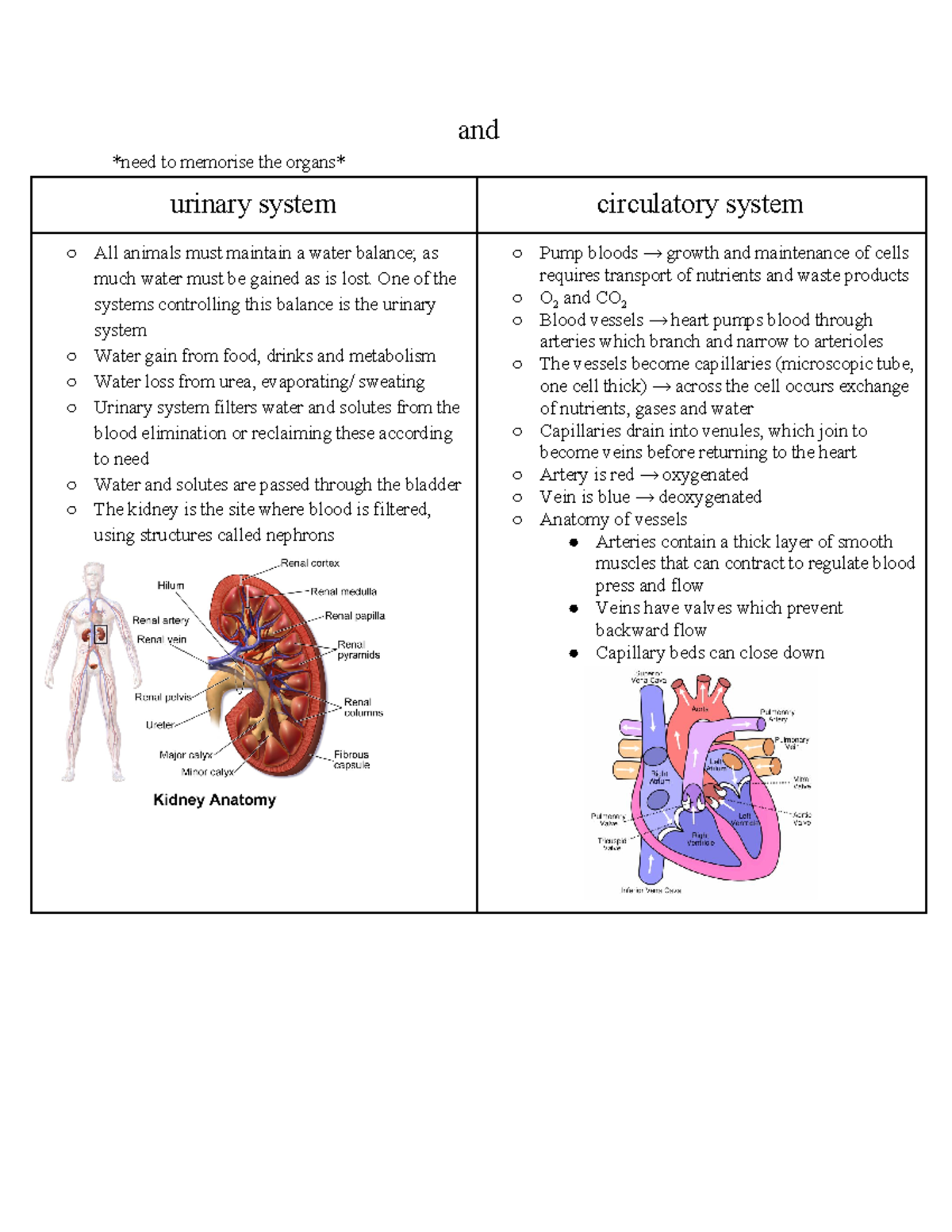 Bio lec10 - Urinary and Circulatory System - and need to memorise the ...
