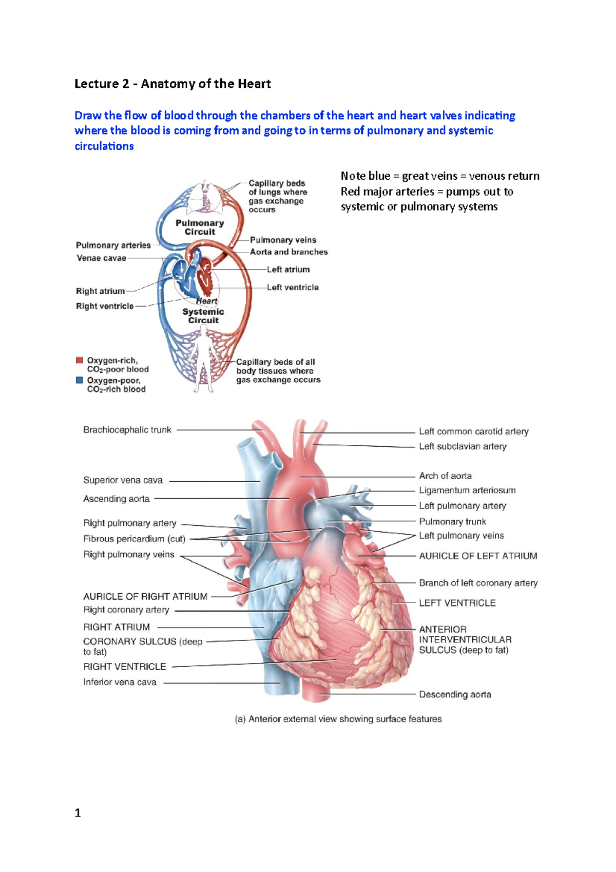Lecture 2 - Anatomy of the Heart - Lecture 2 - Anatomy of the Heart ...