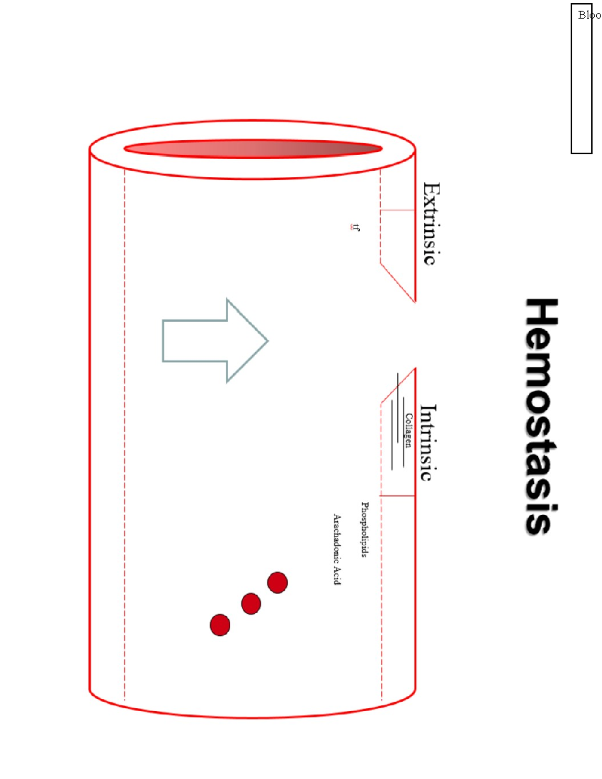 2 Hemostasis Worksheet - BIO-202 - Blood - Studocu