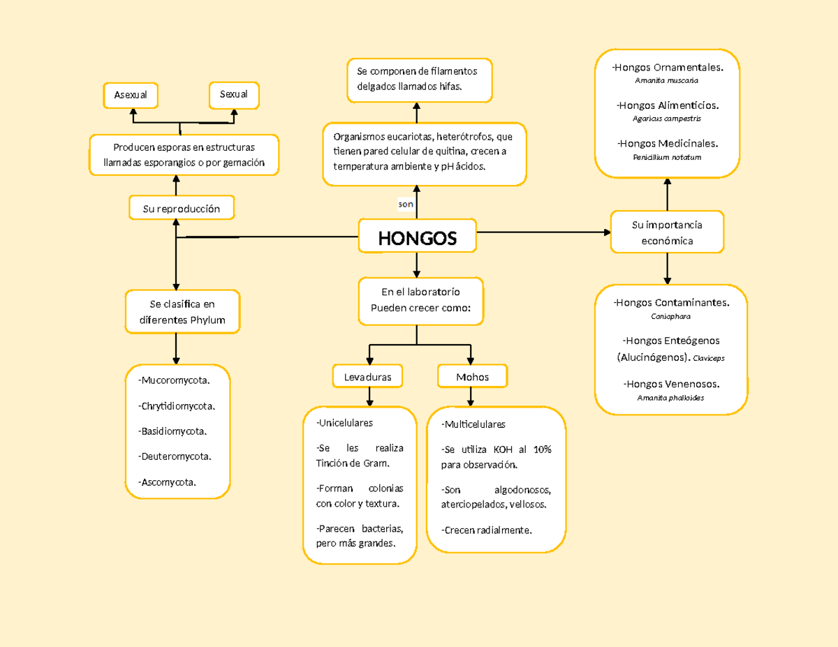 Mapa conceptual de los Hongos 2 - Organismos eucariotas, heterótrofos ...