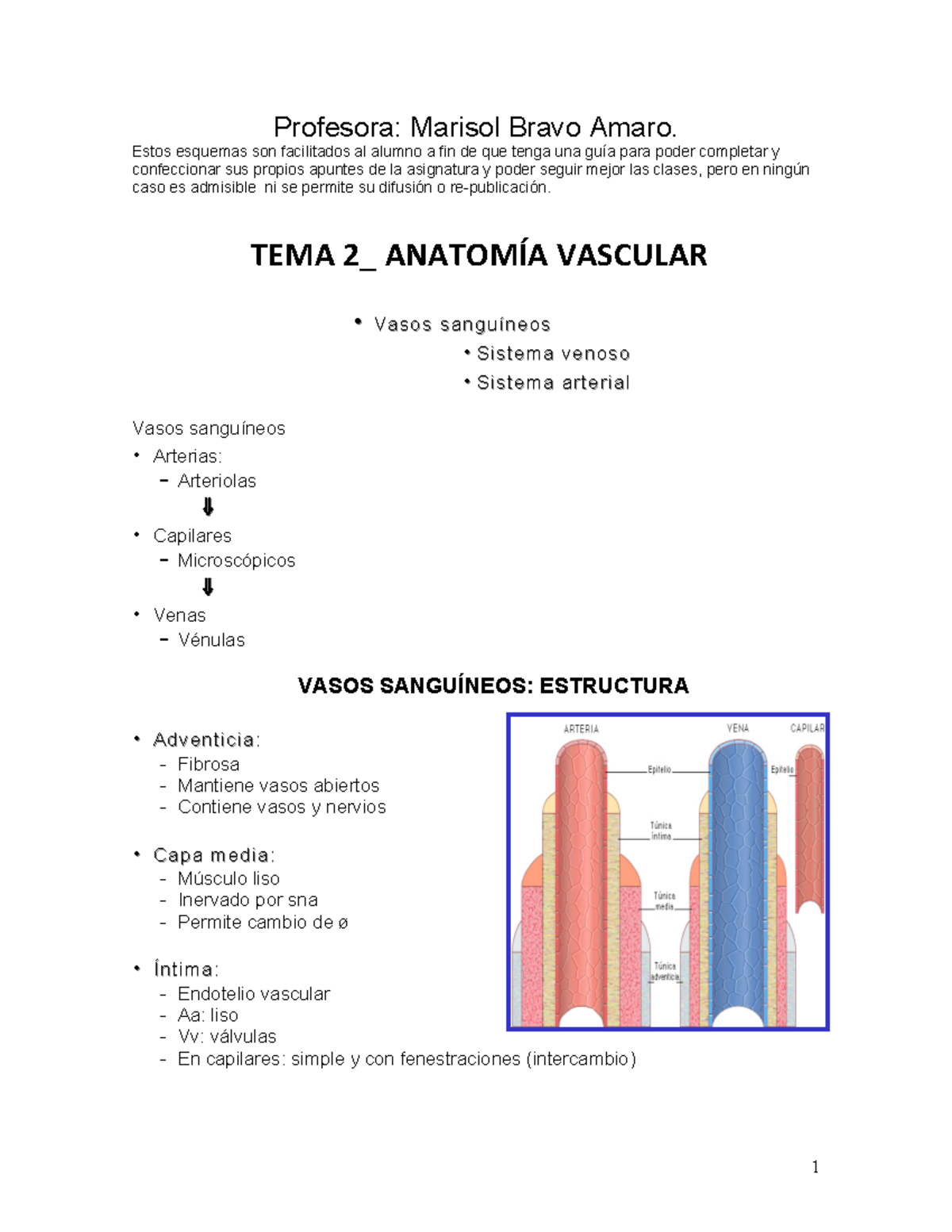 Tema 2 Anatomía vascular - Profesora: Marisol Bravo Amaro. Estos ...