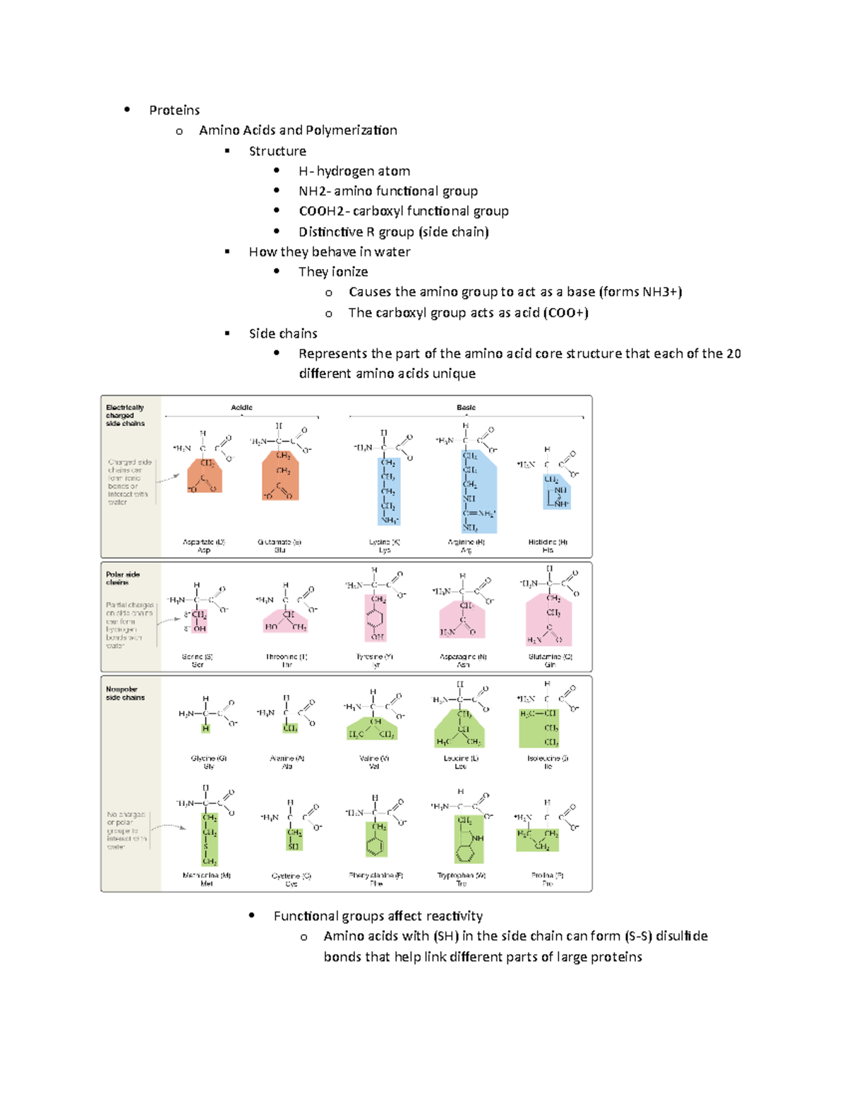 Proteins - Condensed Notes - Proteins o Amino Acids and Polymerization ...