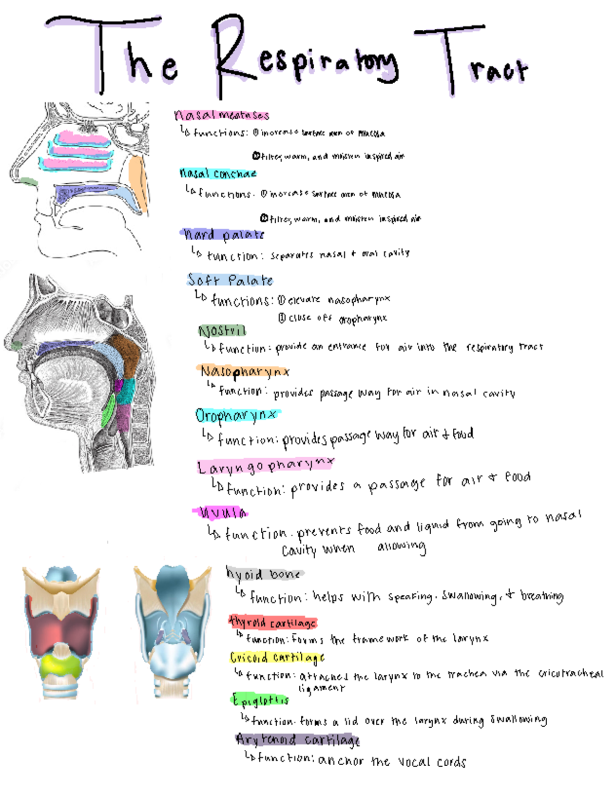 Anatomy Study Tool - BIO 212 - Studocu
