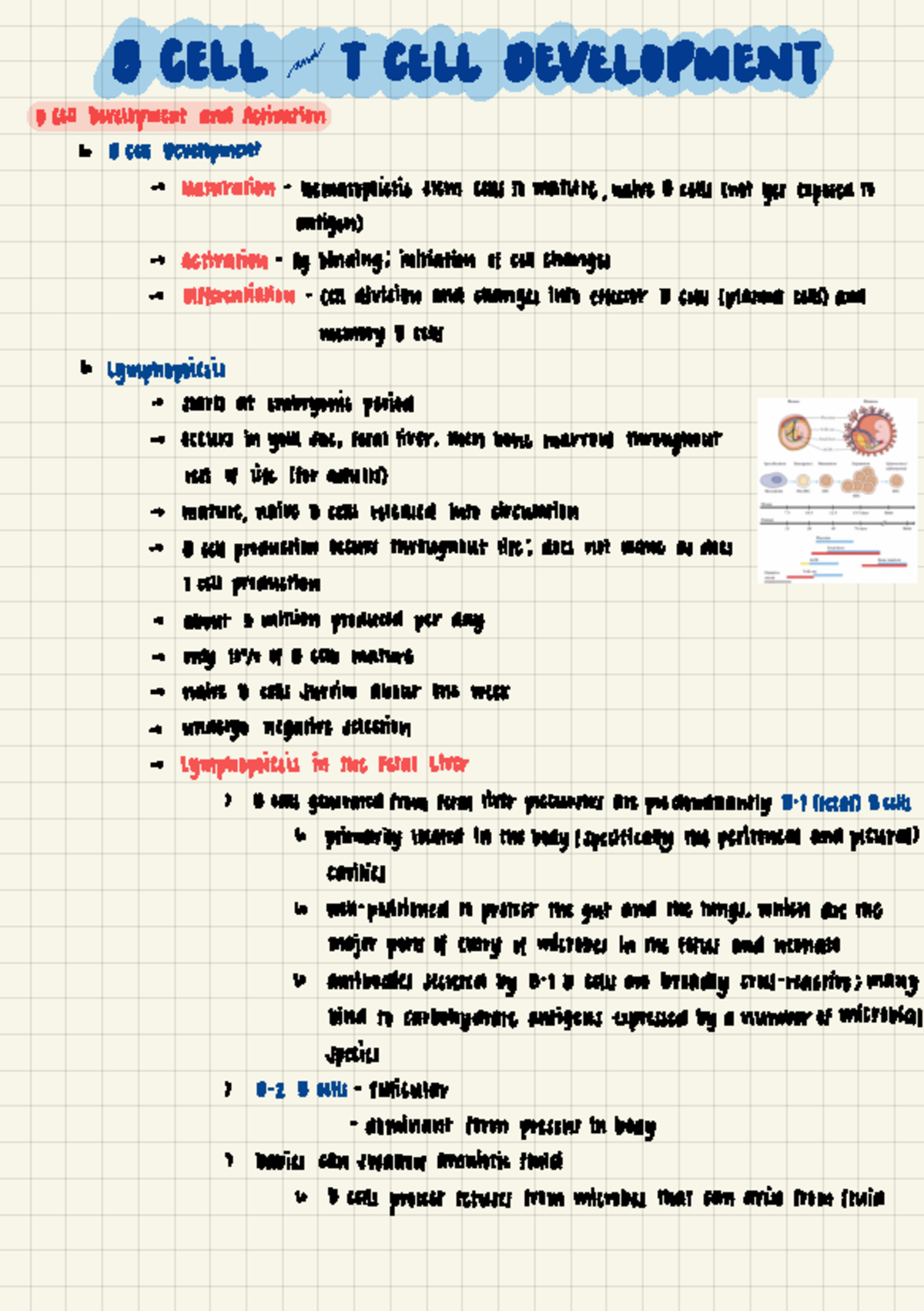 B-Cell Development - B CELLANT CELL DEVELOPMENT B Cell Developmentand ...