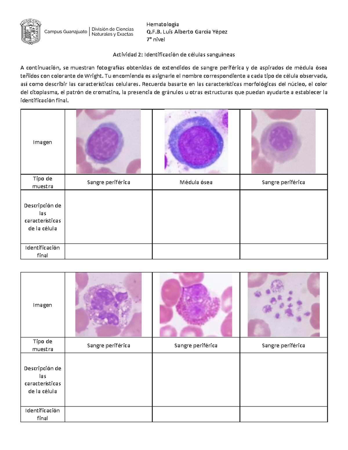 Actividad 2. Identificación de células sanguíneas - Hematología Q.F. Luis Alberto García Yépez 7 ...