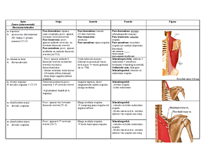 Anatomische vlakken, assen, oriëntaties en bewegingen - Anatomische ...