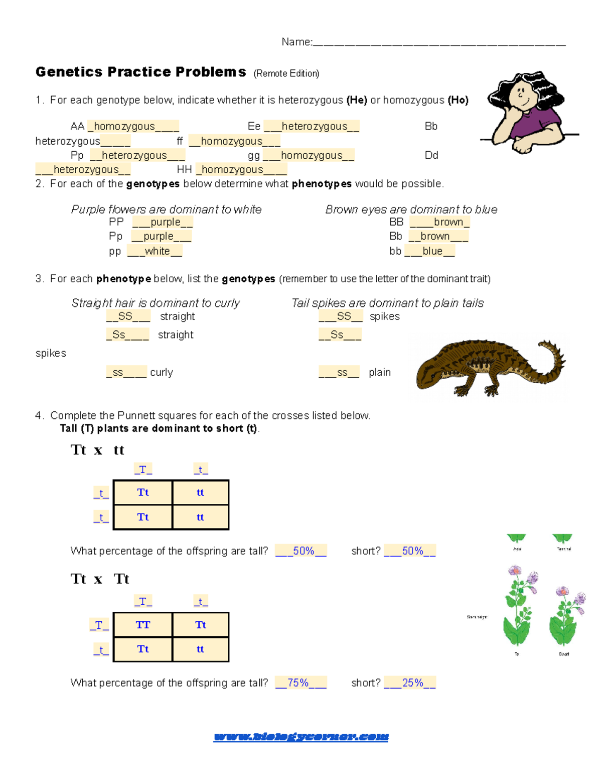 Basic Genetics Worksheets - Name ...