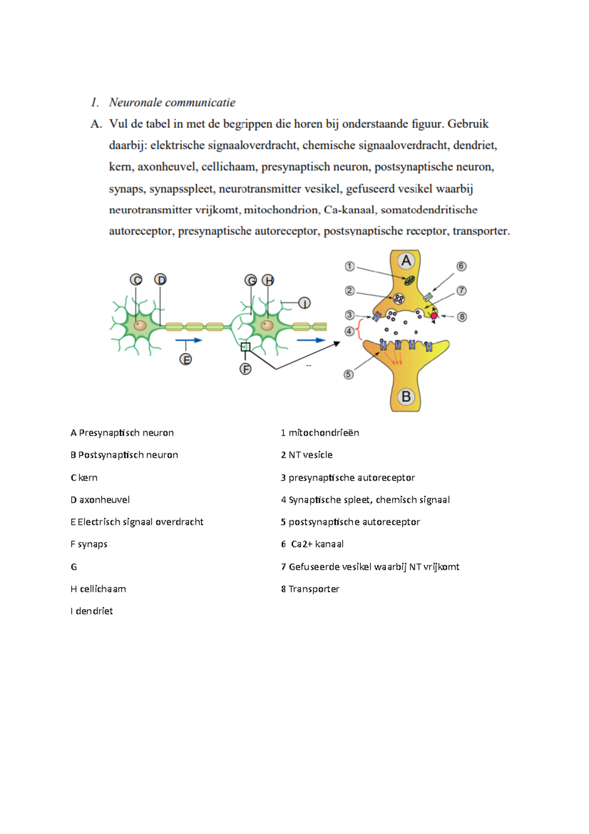 Wc1 303 - werkcollege 1 - A Presynaptisch neuron 1 mitochondrieën B ...