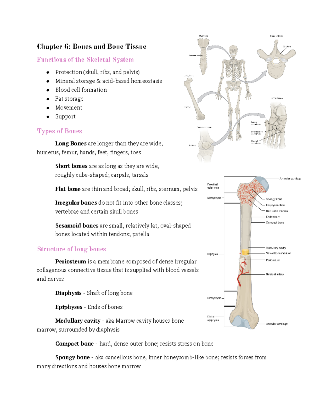 Chapter 6 Bones And Bone Tissue Chapter 6 Bones And Bone Tissue