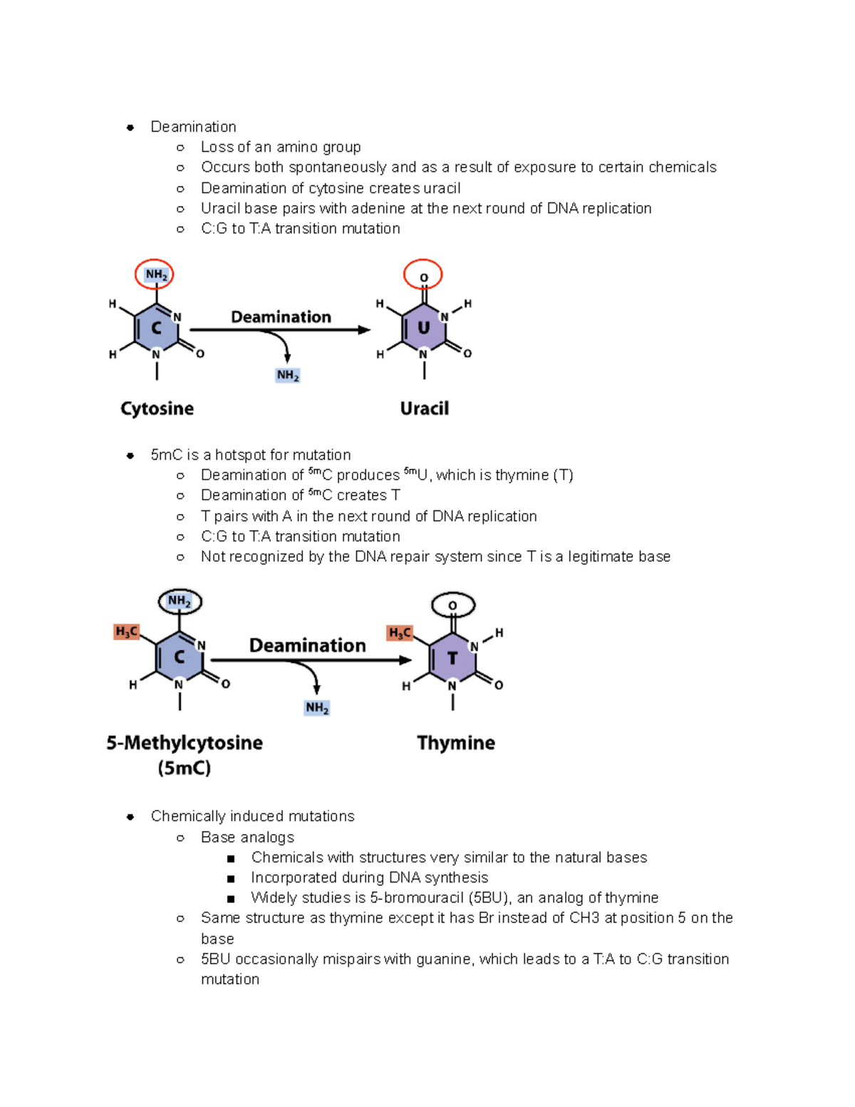 Genetics Chapter 18 Notes Part 8 - Deamination Loss of an amino group ...