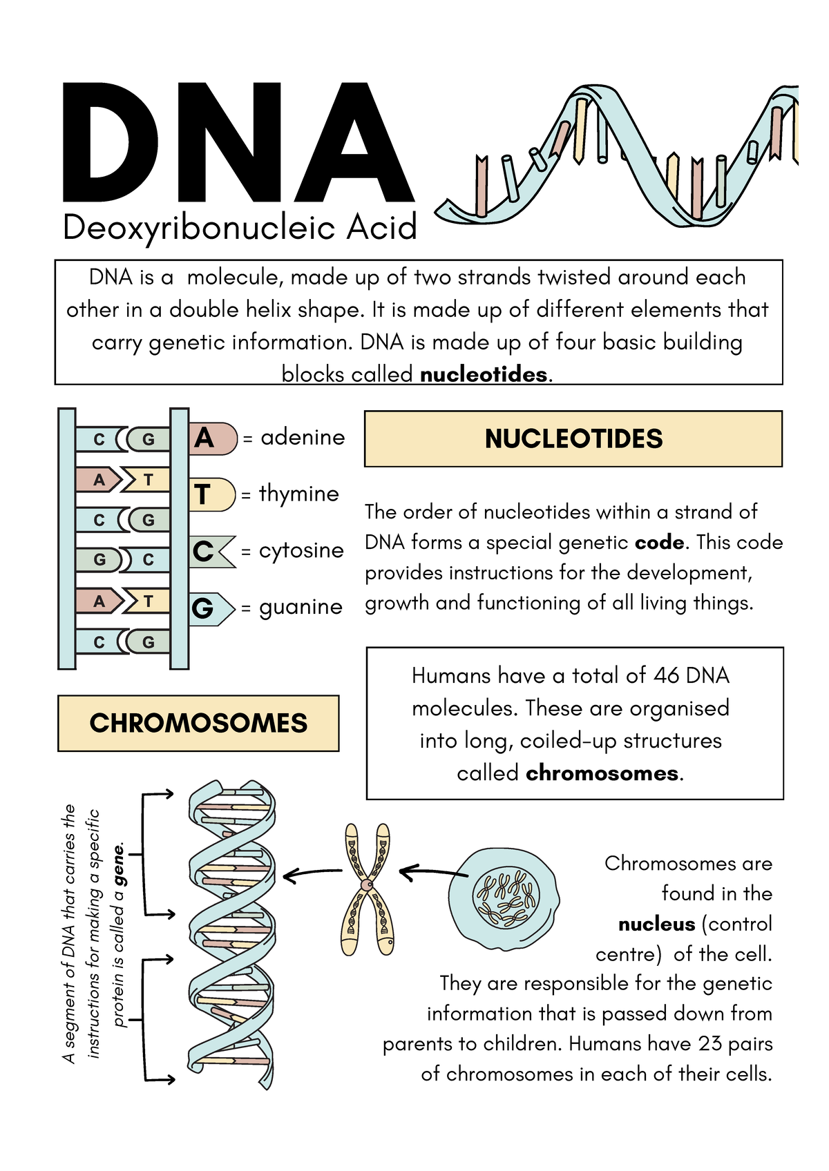 Biology study notes - NUCLEOTIDES ####### DNA is a molecule, made up of ...