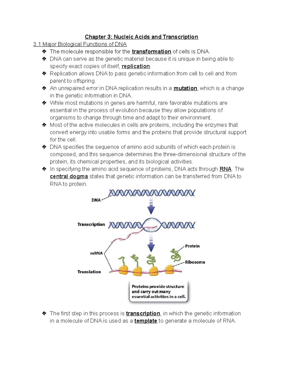 Chapter 3 Nucleic Acids and Transcription - Chapter 3: Nucleic Acids ...