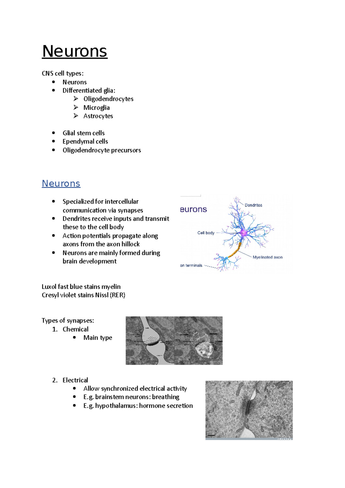 Neurons - Medicine 1st year notes - Neurons CNS cell types: Neurons ...