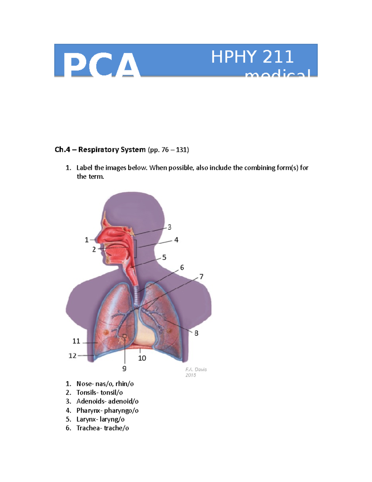 PCA 4 (Respiratory System) - Ch – Respiratory System (pp. 76 – 131 ...