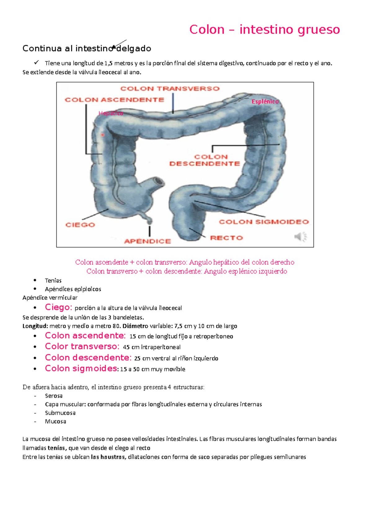 Colon - intestino grueso - Colon – intestino grueso Continua al ...