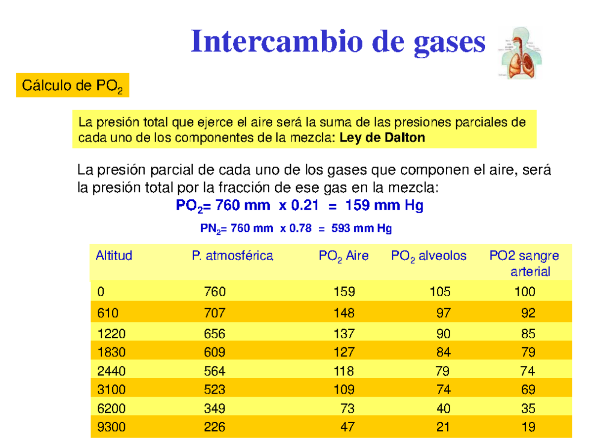 Apuntes - Intercambio de gases - Intercambio de gases de PO2 La total ...