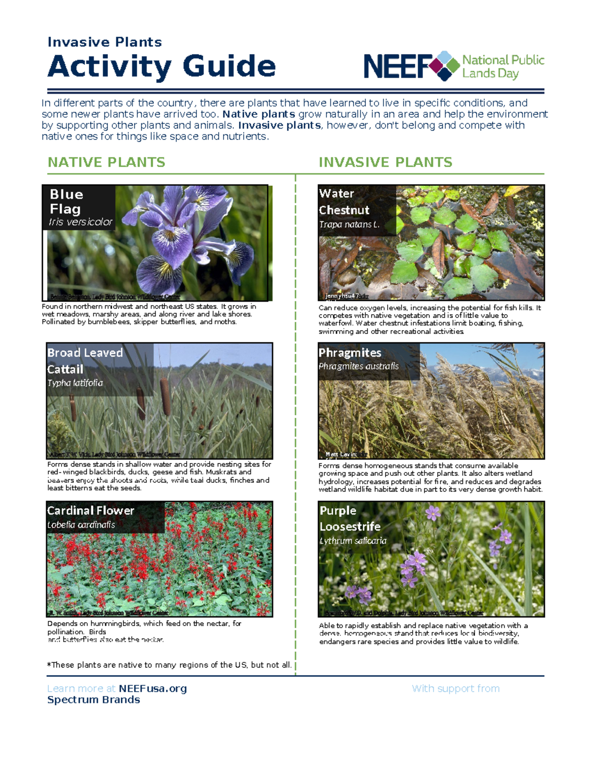 NEEF-Spectrum AG Invasive Species Activity-NPLD - Invasive Plants ...