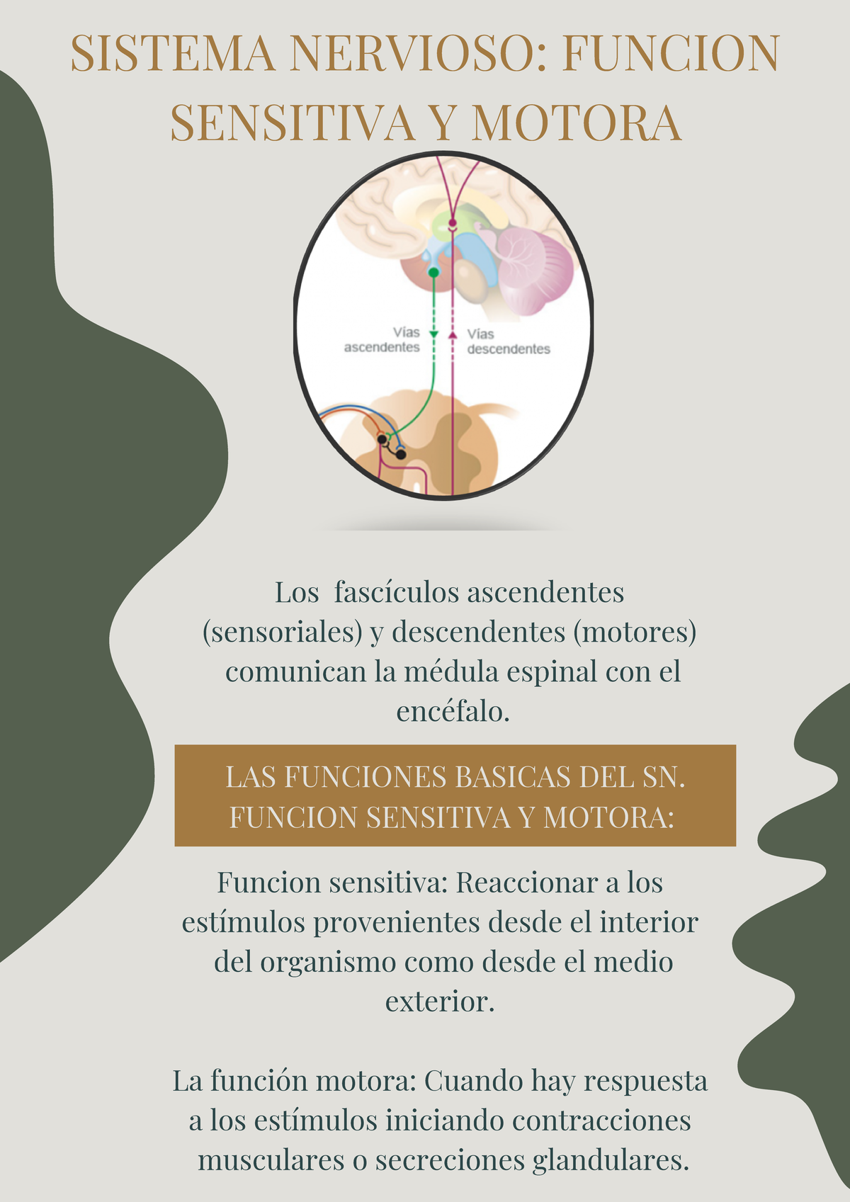 Sistema Nervisos Funcion Sensitiva Y Motora - LAS FUNCIONES BASICAS DEL ...