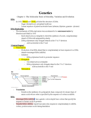 Genetics Ch 7 notes - DNA Structure & Replication Proteins are more ...