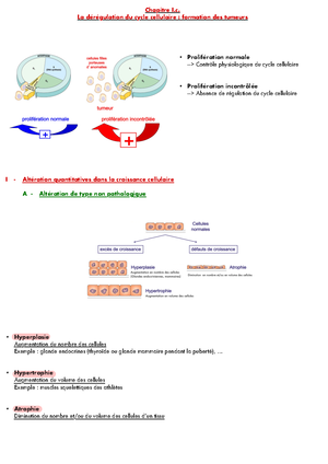 Chapitre I.b. - Le cycle cellulaire ; les points de contrôle - Chapitre ...