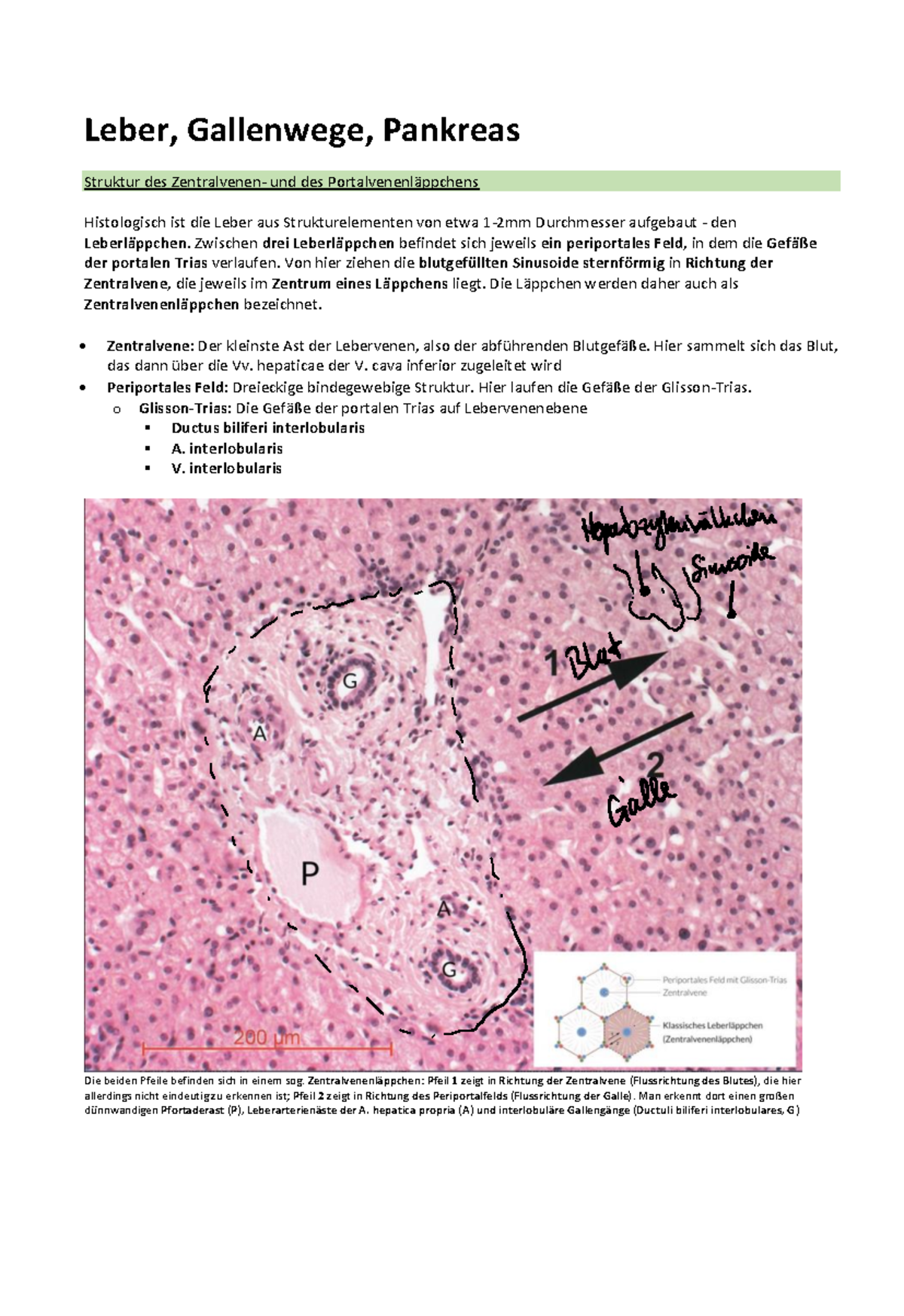 Histo - Leber, Gallenwege, Pankreas (Kurstag 24) AMBOSS, Lernziele! - Leber, Gallenwege ...