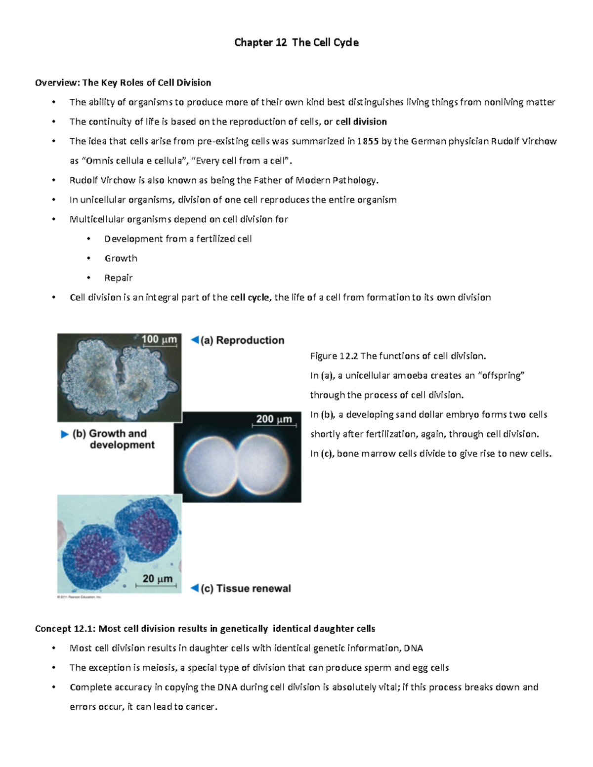 Chapter 12 The Cell Cycle 1 - Chapter 12 The Cell Cycle Overview: The ...