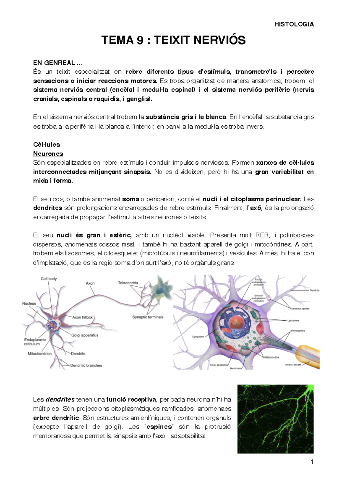 Histologia Tema 9 - HISTOLOGIA TEMA 9 : TEIXIT NERVIÓS EN GENREAL ...