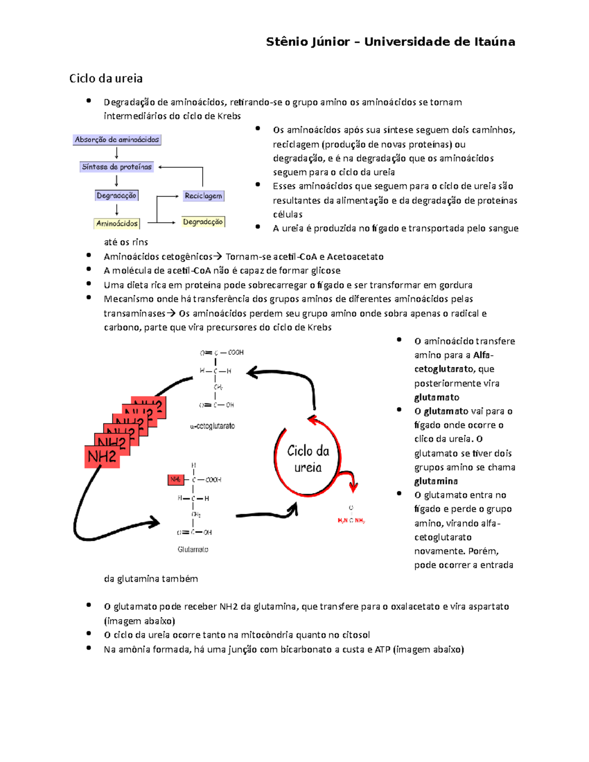 Ciclo da ureia - Material para prova de bioquímica - Stênio Júnior ...