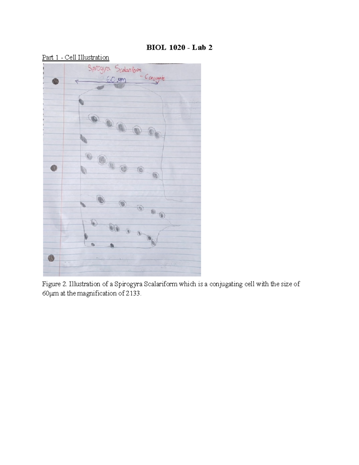 BIOL 1020 - LAB 2 - domt even look - BSC 116 - BIOL 1020 - Lab 2 Part 1 - Cell Illustration ...