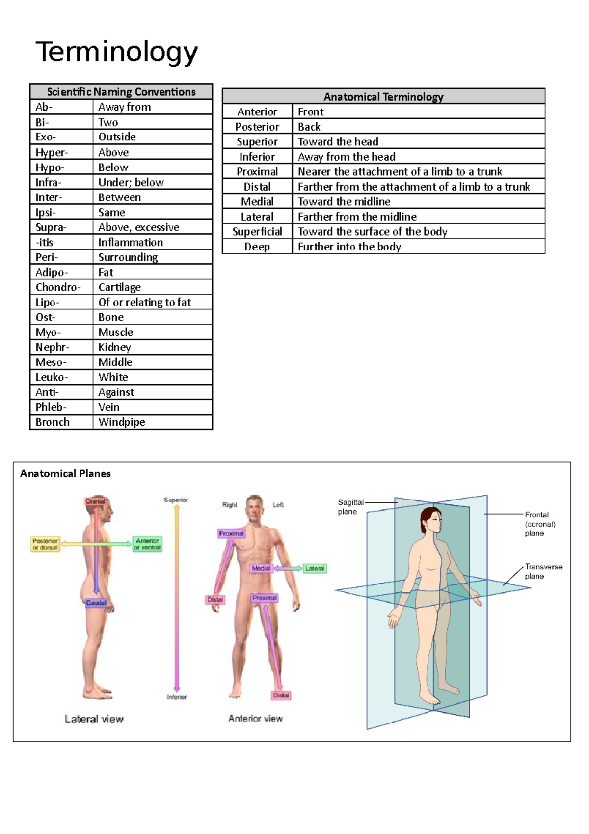 Fo AP Summary - Lecture notes 7-12 - Terminology Anatomical Planes ...