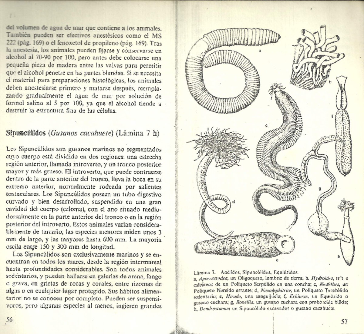 Practica Sipunculida Equiurida 0001 - Biologia - Studocu