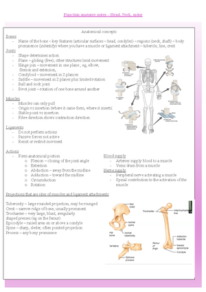 Functional Anatomy - Upper Limb Worksheet 3 - Bones comprising the ...