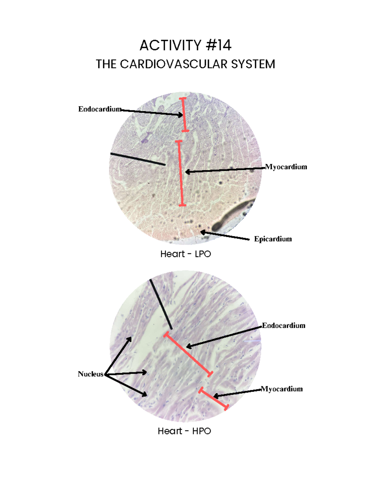 Activity #14 THE Cardiovascular System - ACTIVITY THE CARDIOVASCULAR ...