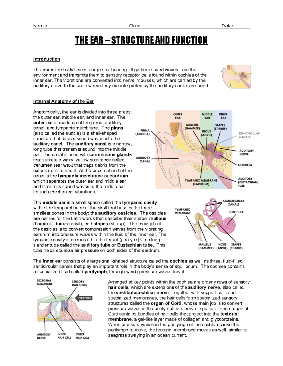 WS - Ear Structure and Function PDF - Name: Class: Date: THE EAR ...