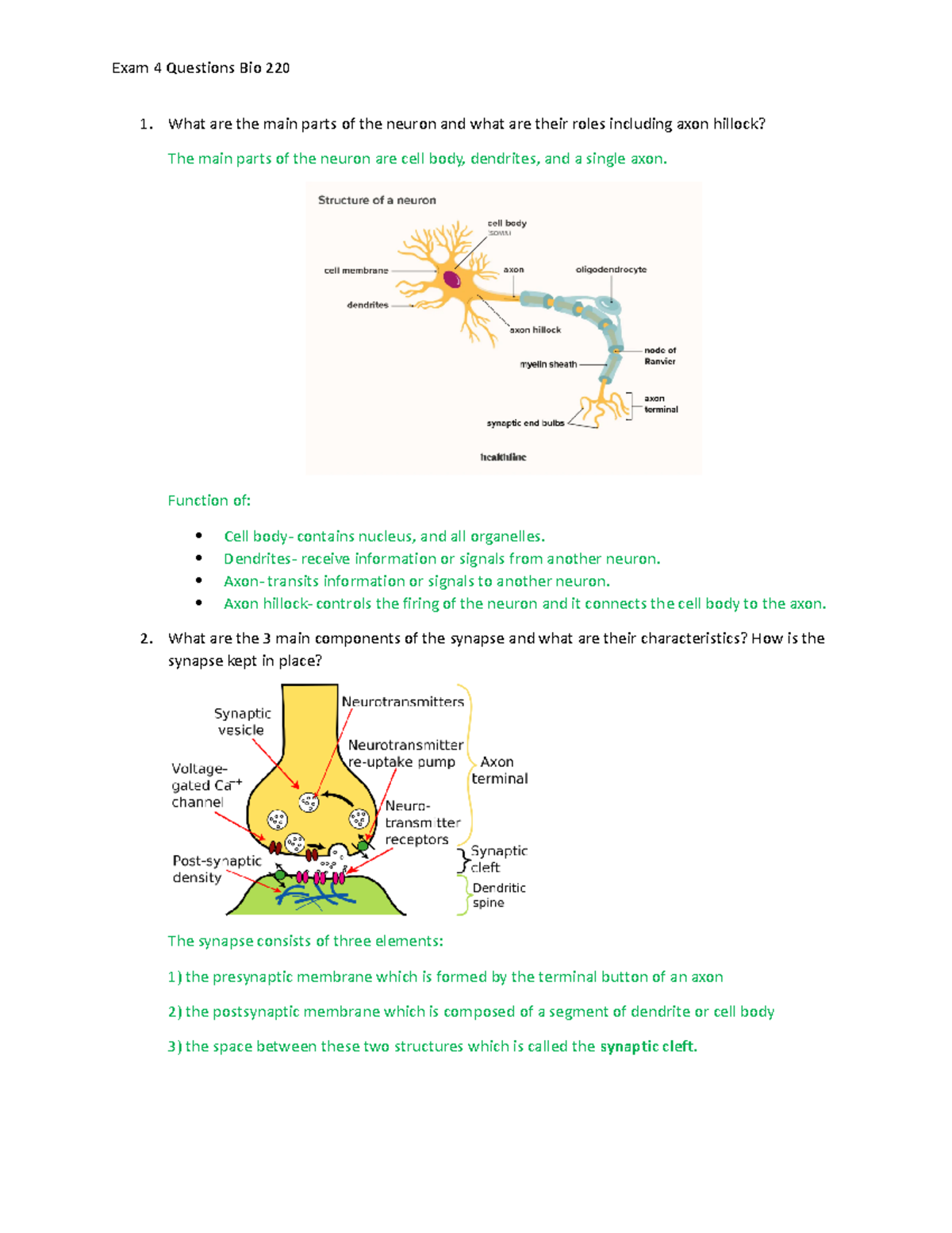 Exam 4 - Exam 4 material - Exam 4 Questions Bio 220 What are the main ...