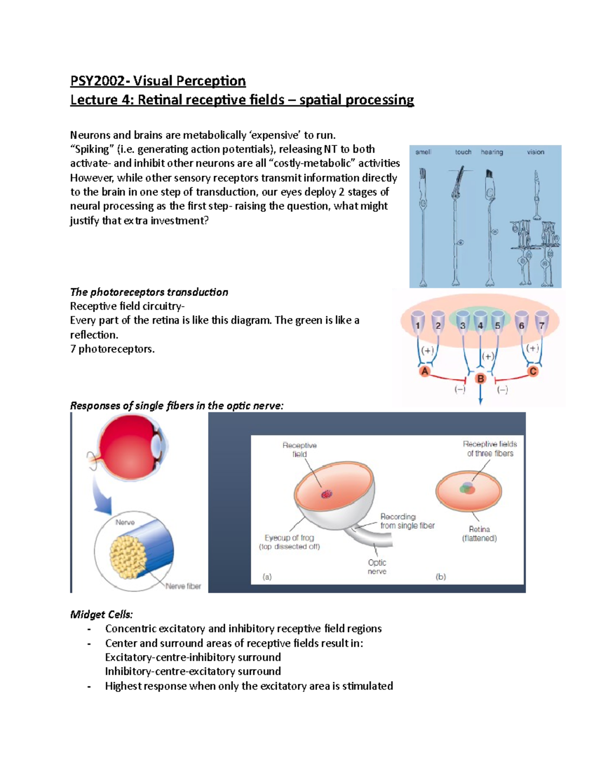 Lec 4- spatial processing - PSY2002- Visual Perception Lecture 4 ...